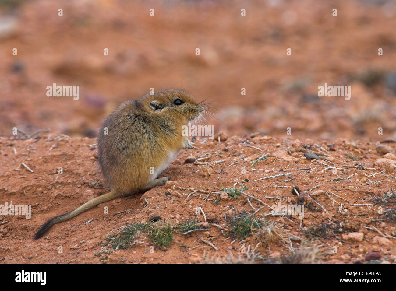 Desert rats hi-res stock photography and images - Alamy