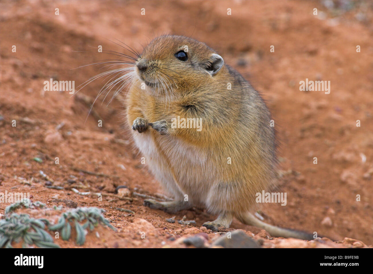 Gerbil desert hi-res stock photography and images - Alamy