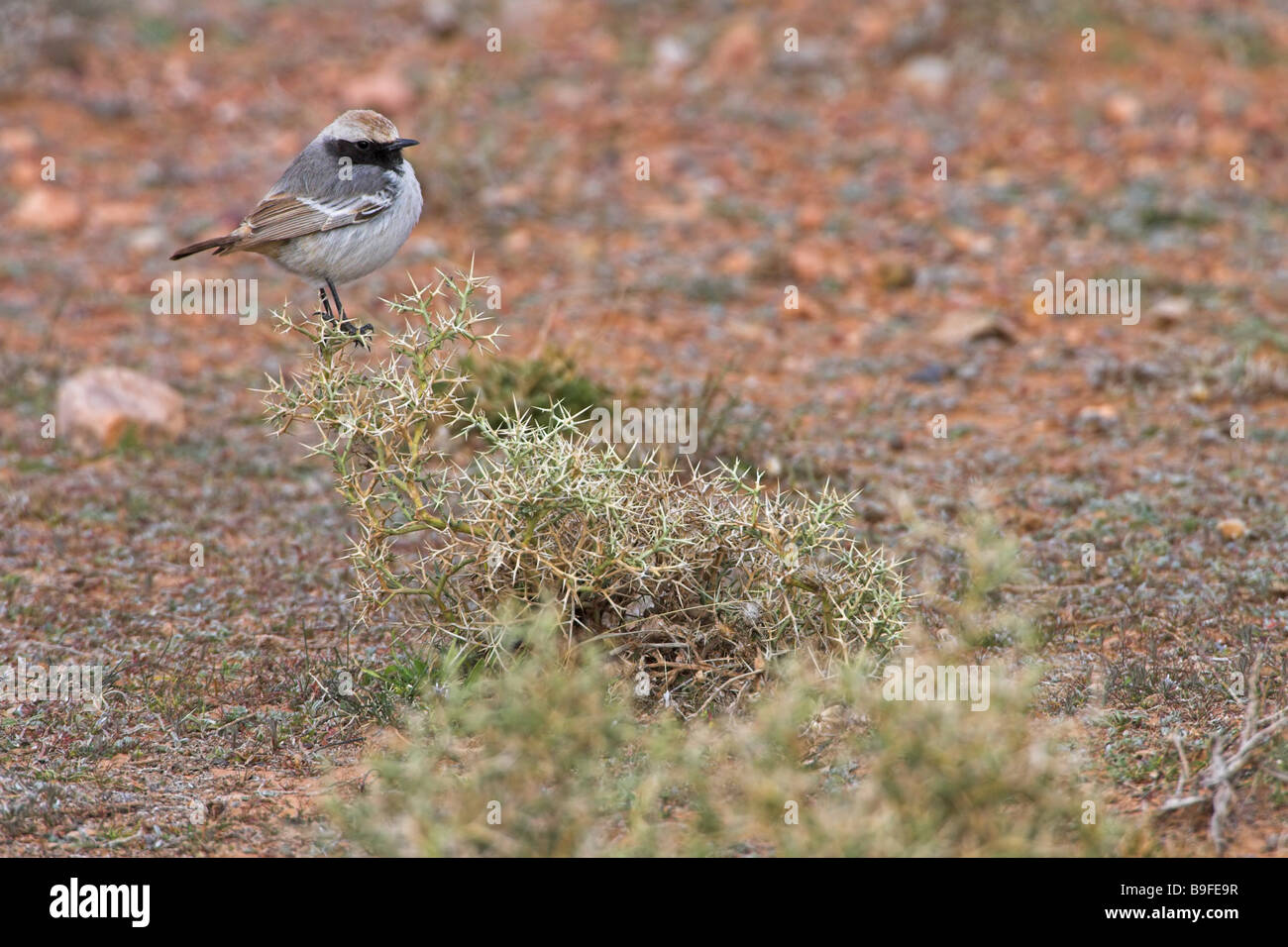 Red Rumped Wheatear Color High Resolution Stock Photography and Images ...