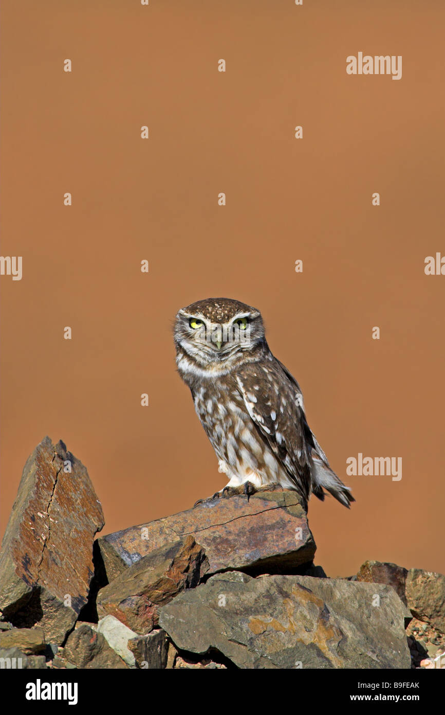 Athene noctua head hi-res stock photography and images - Alamy