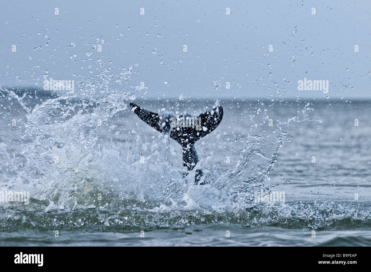 Dolphin tail flipper slaps Florida Bay water to stun fish during ...