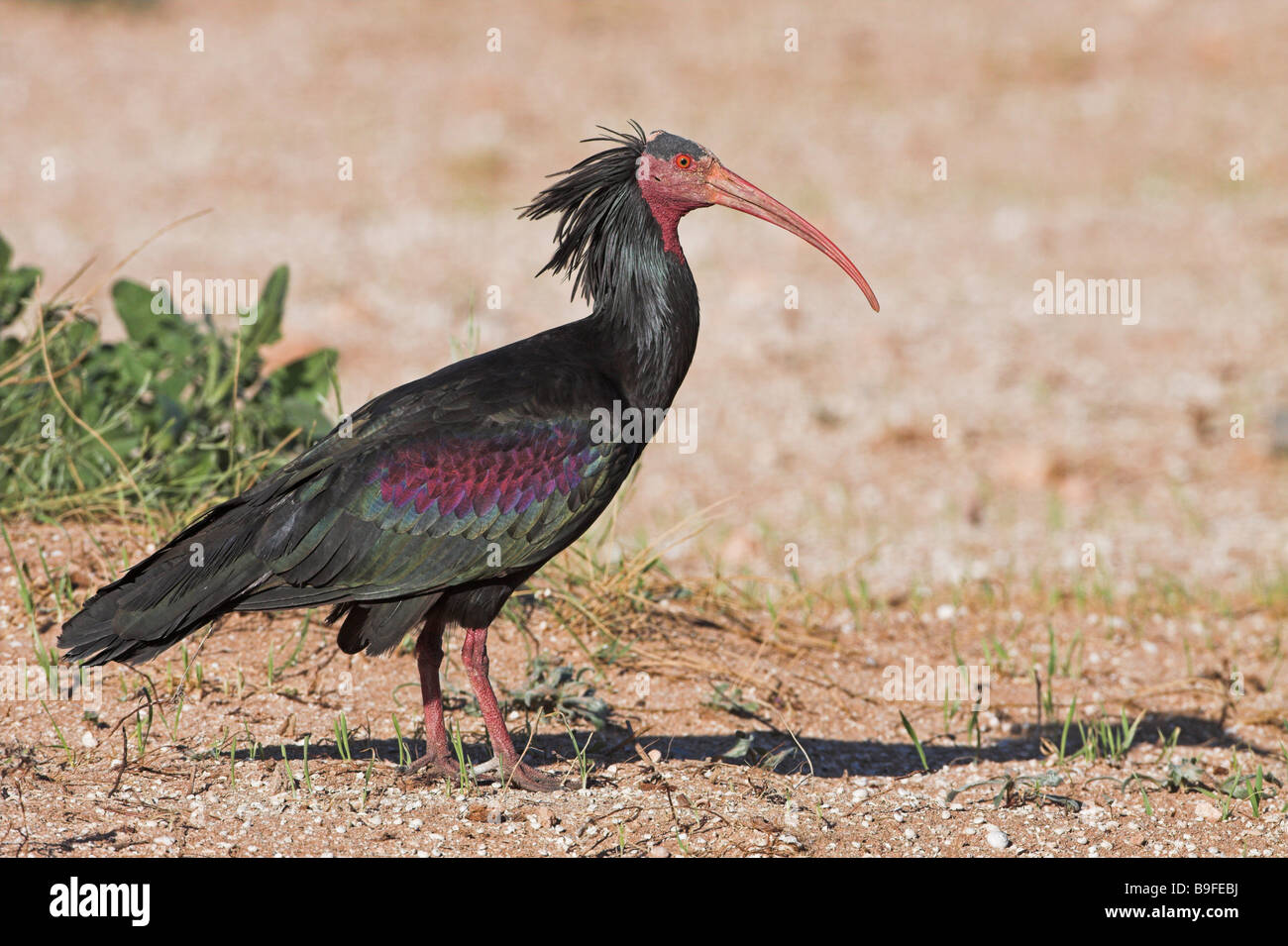Close-up of Northern Bald Ibis (Geronticus eremita) in desert Stock ...