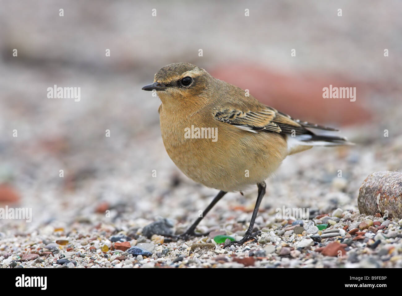 Side View Wheatear High Resolution Stock Photography and Images - Alamy