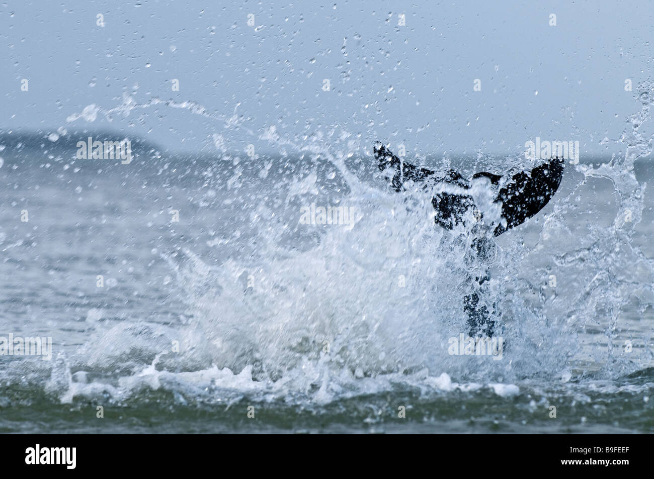 Dolphin tail flipper slaps Florida Bay water to stun fish during ...