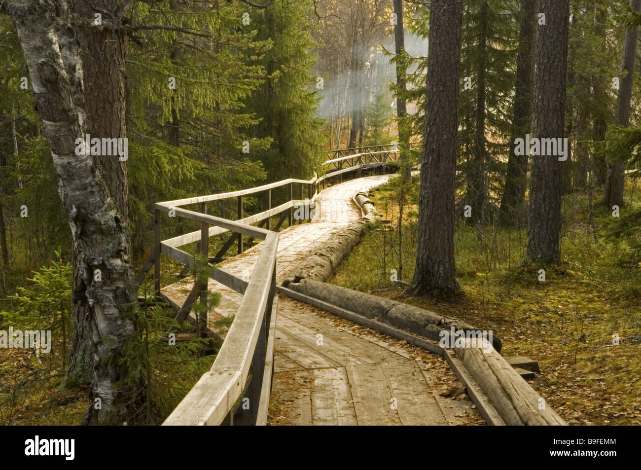 Forest path wood Stock Photo - Alamy