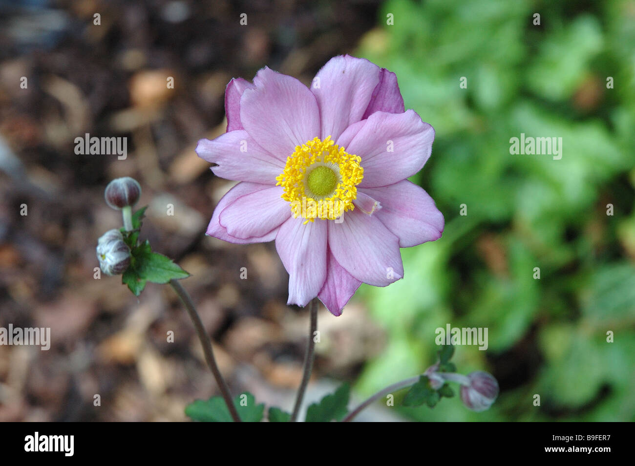 Pink Japanese Anemone Stock Photo - Alamy