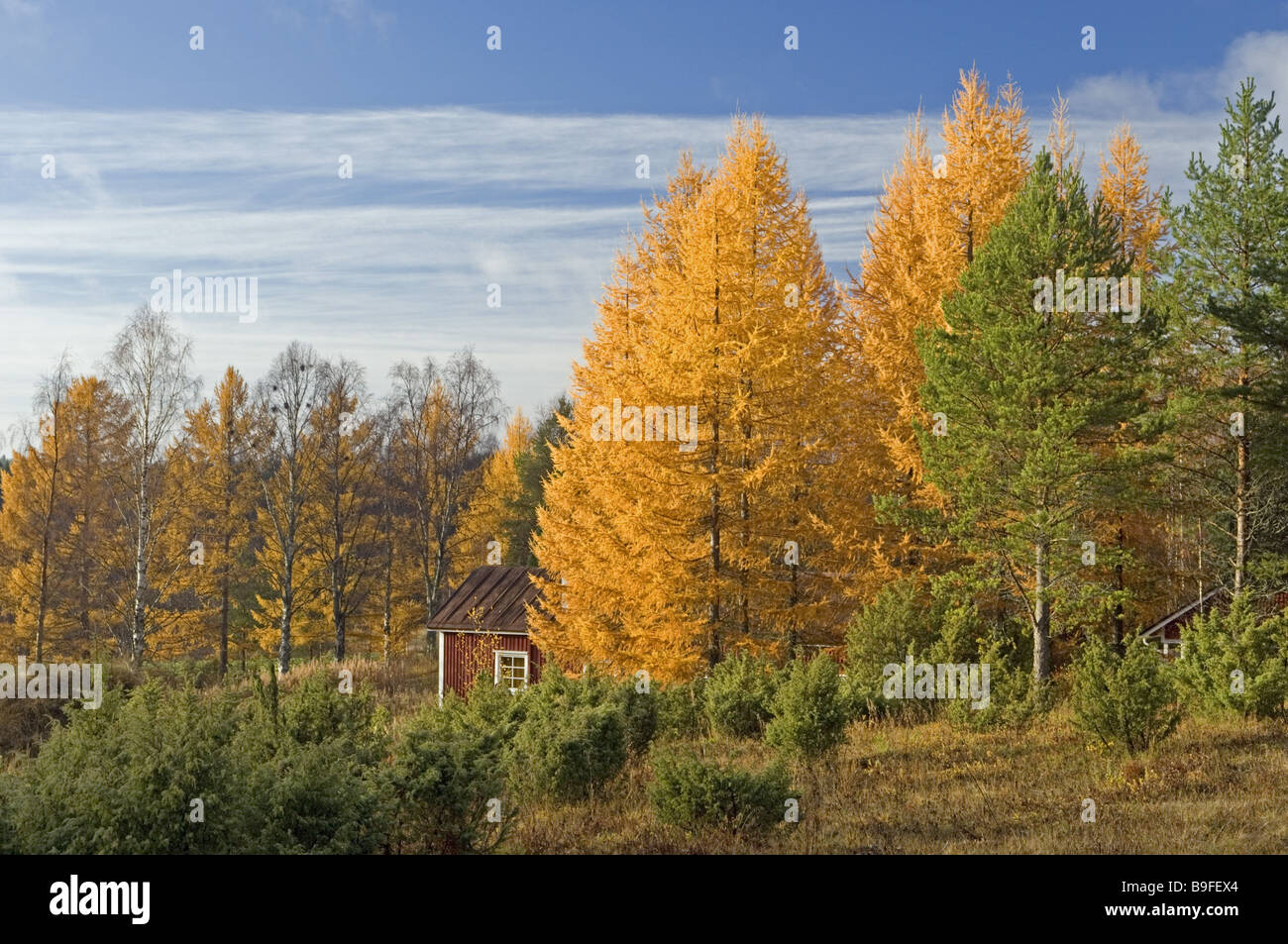 Finland forest alp autumn Stock Photo - Alamy