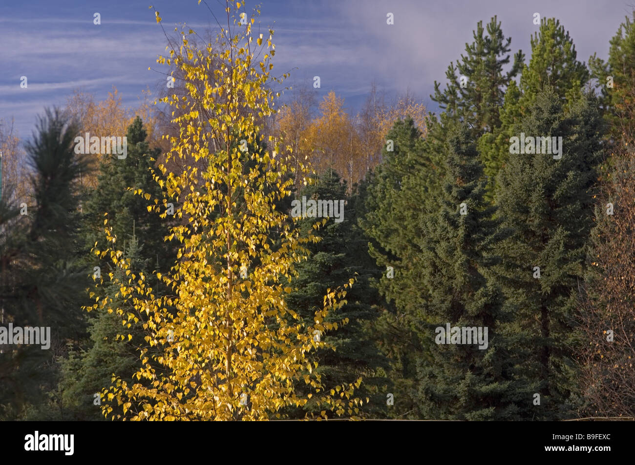 Forest trees autumn Stock Photo - Alamy