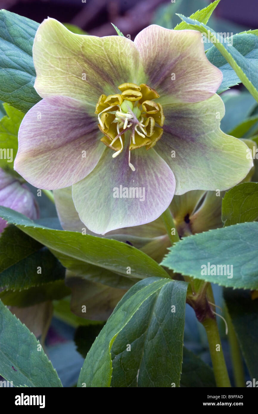 Lenten rose hi-res stock photography and images - Alamy