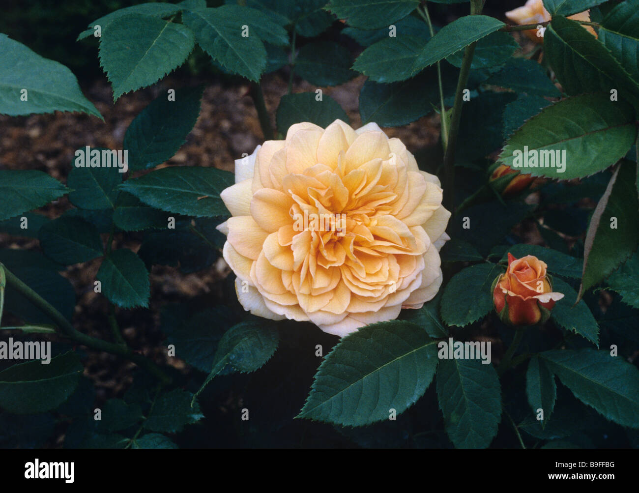 Grace a David Austin Rose, English Rose Stock Photo - Alamy