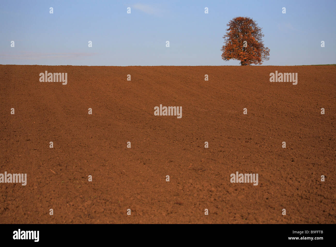 Limetree in autumn Stock Photo - Alamy