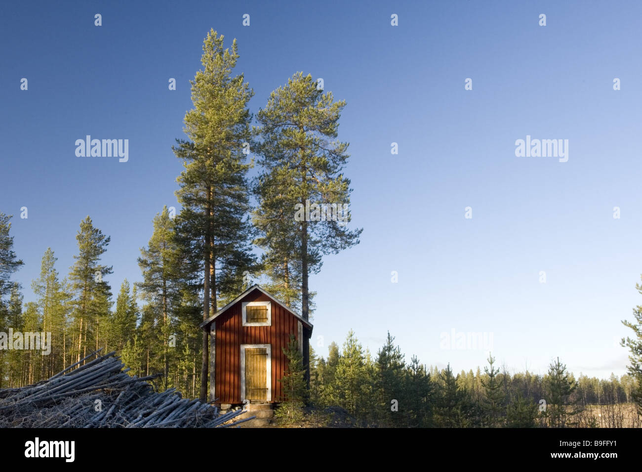 Sweden forest trees alp red Stock Photo - Alamy