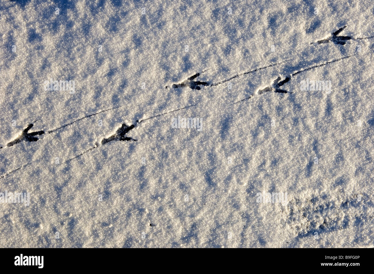 Snow marks bird-tracks Stock Photo - Alamy