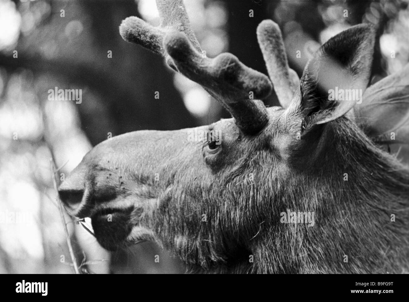 A moose in a forest reserve near Moscow Stock Photo - Alamy