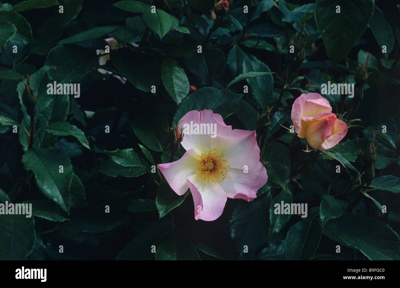An English Rose, Rosalind photographed in the garden of David Austin’s ...