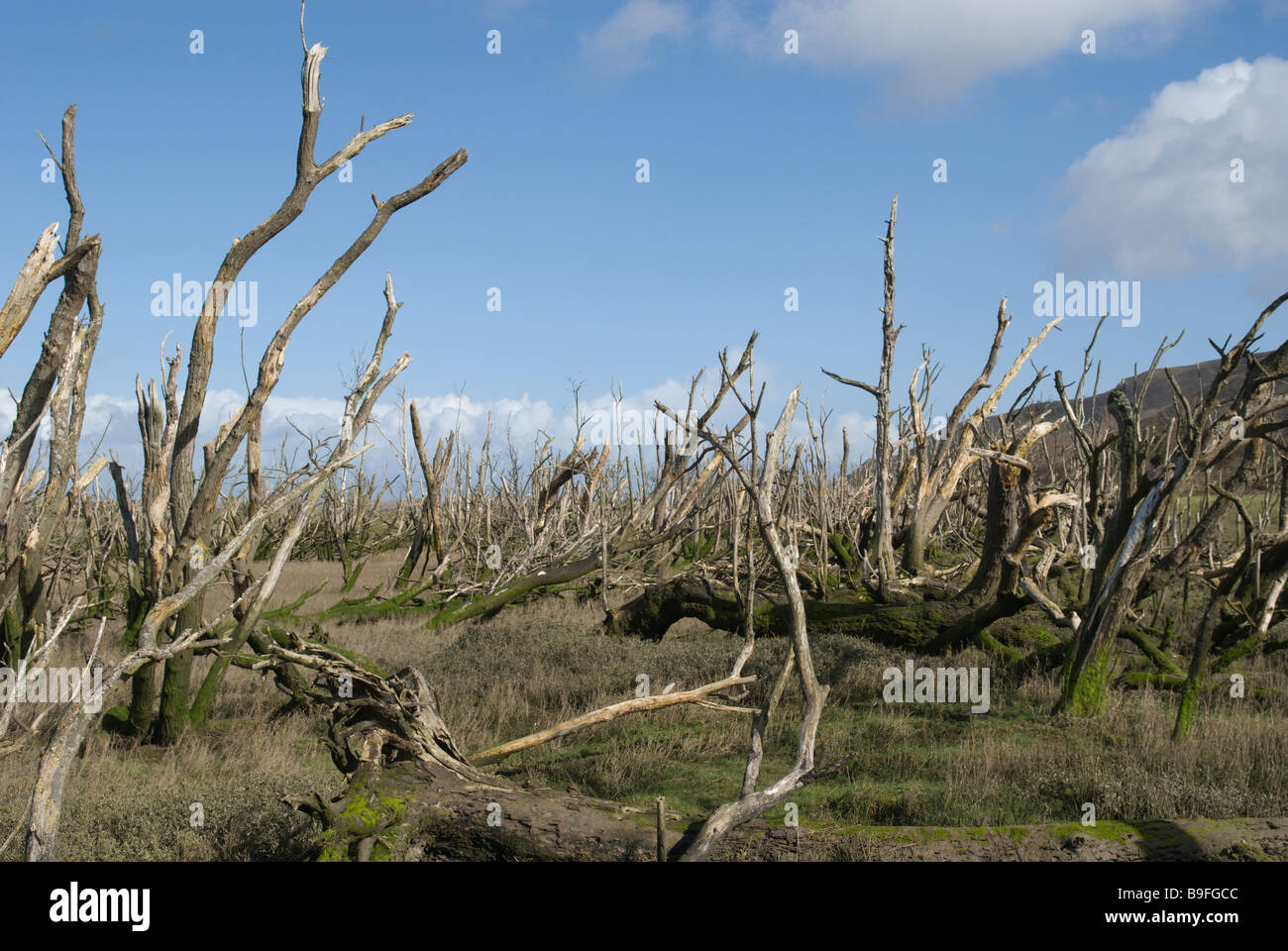salt marsh showing dead trees Stock Photo - Alamy