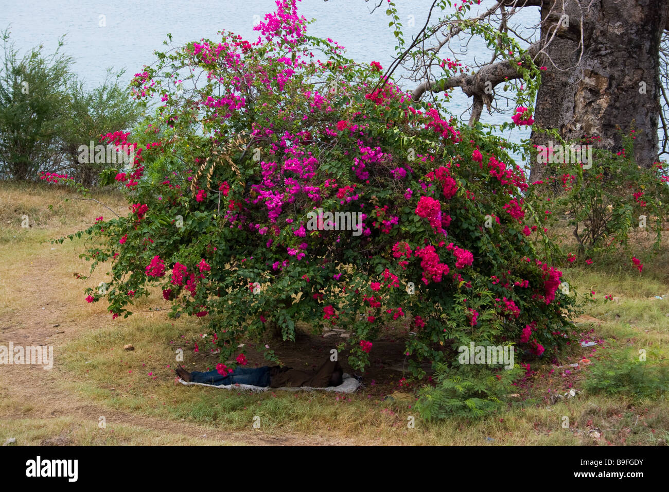 Man asleep under bush Mombasa Kenya Stock Photo - Alamy