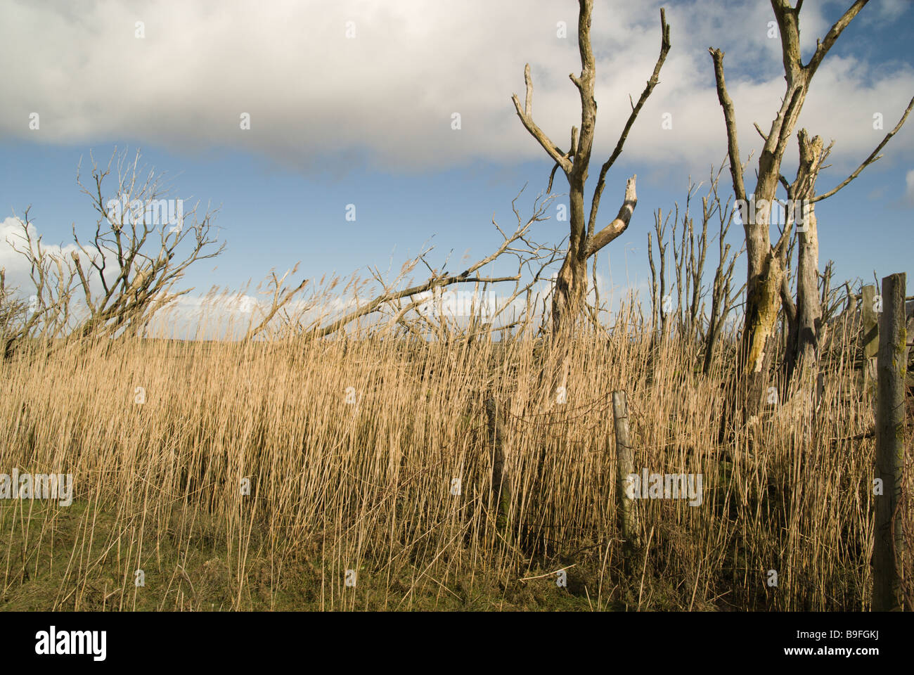 developing salt marsh Stock Photo - Alamy