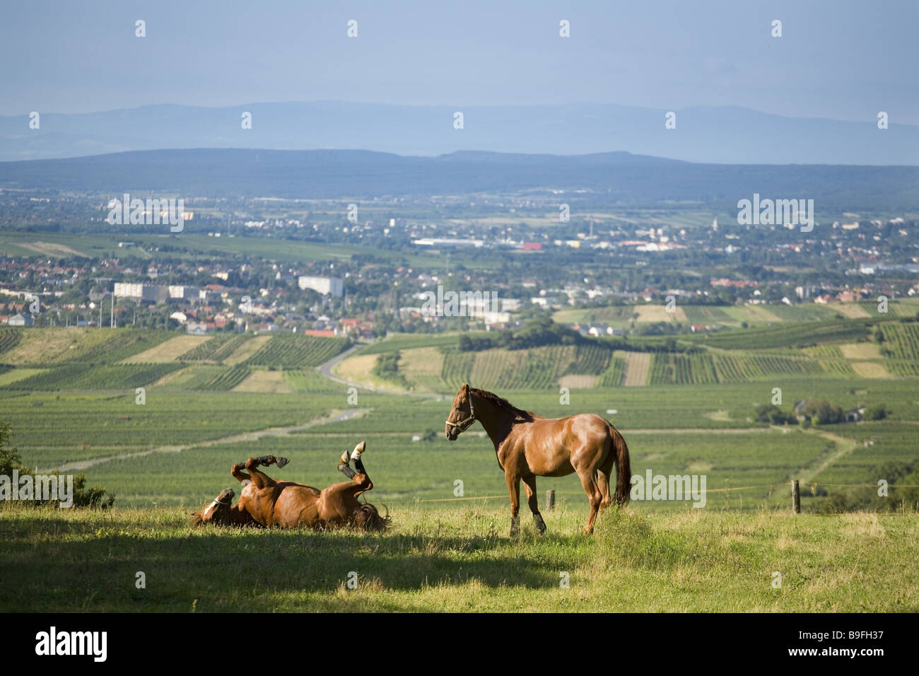 Austria Lower Austria horses paddock landscape panorama Reception 2006 ...