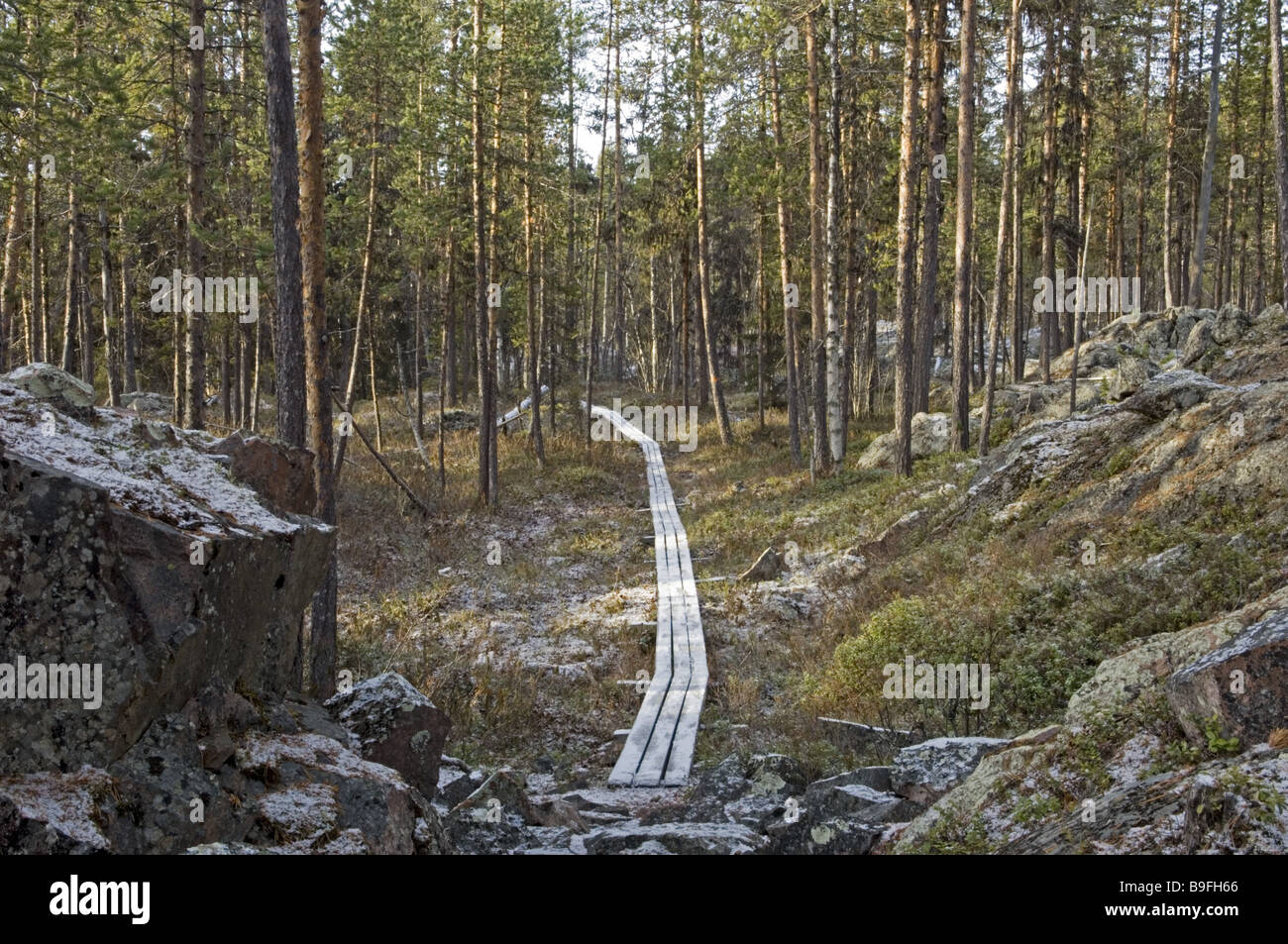 Sweden Muddus National park forest path wood late-night-autumn ...