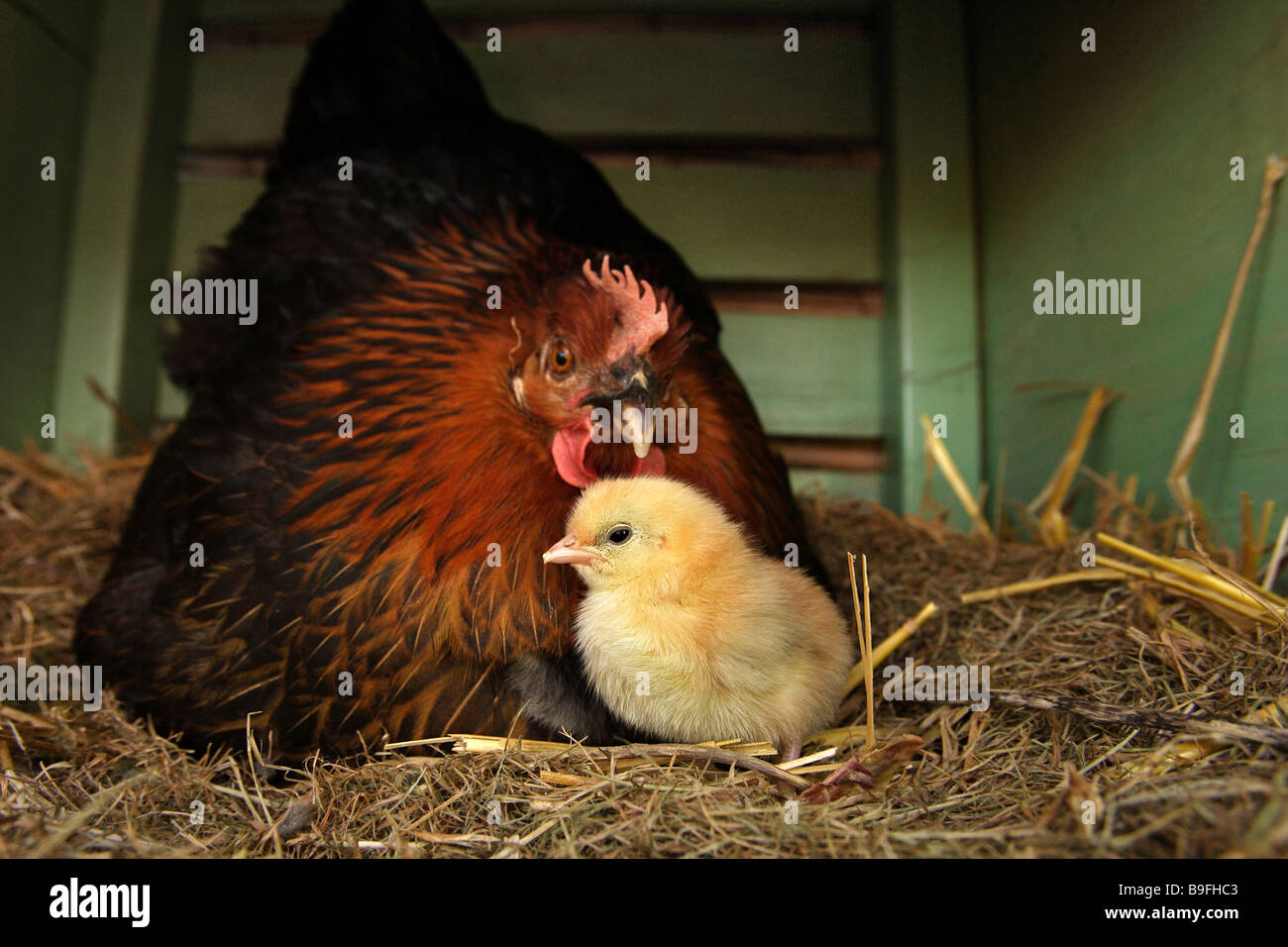Domestic Chicken (Gallus gallus domesticus), hen with chick on nest ...