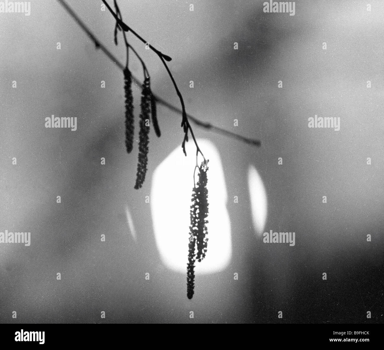 Birch tree at sunset Stock Photo - Alamy