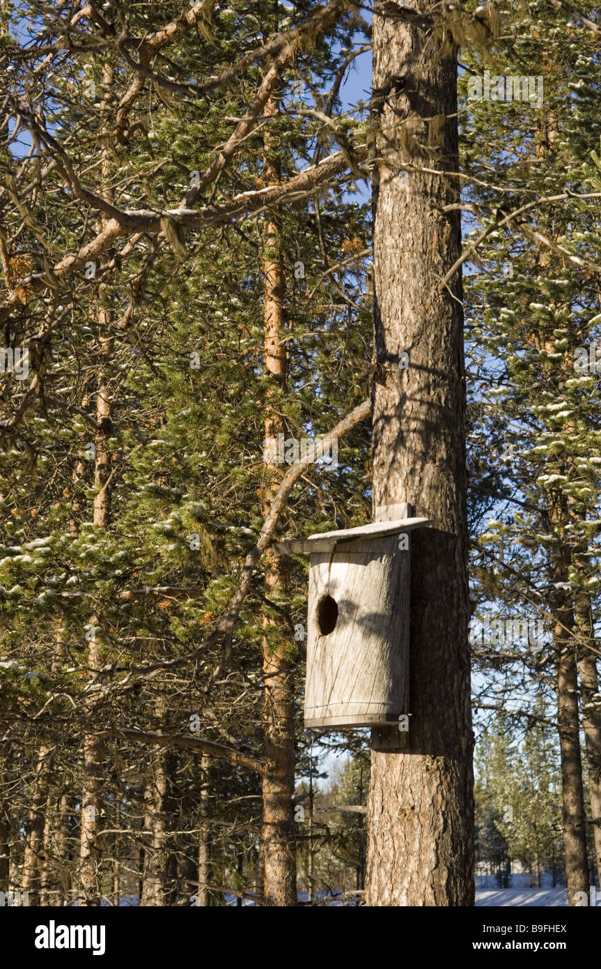 Forest tree nest box Stock Photo - Alamy