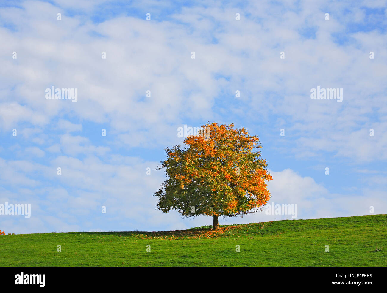 Fall single tree hi-res stock photography and images - Alamy