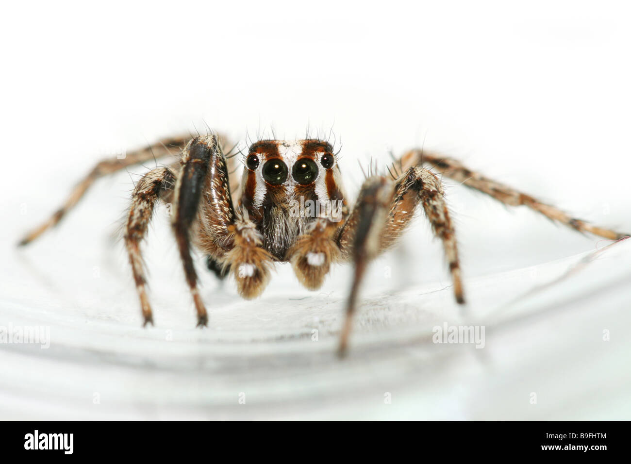 A jumping spider, the Pantropical Jumper, Plexippus paykulli, family ...