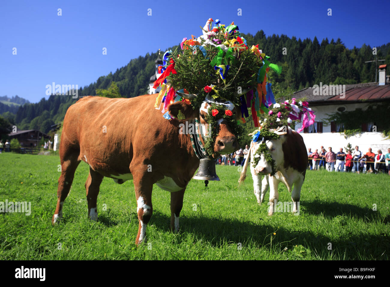 Germany Chiemgau fact-edge alpabtrieb meadow cows flower-jewelry series ...