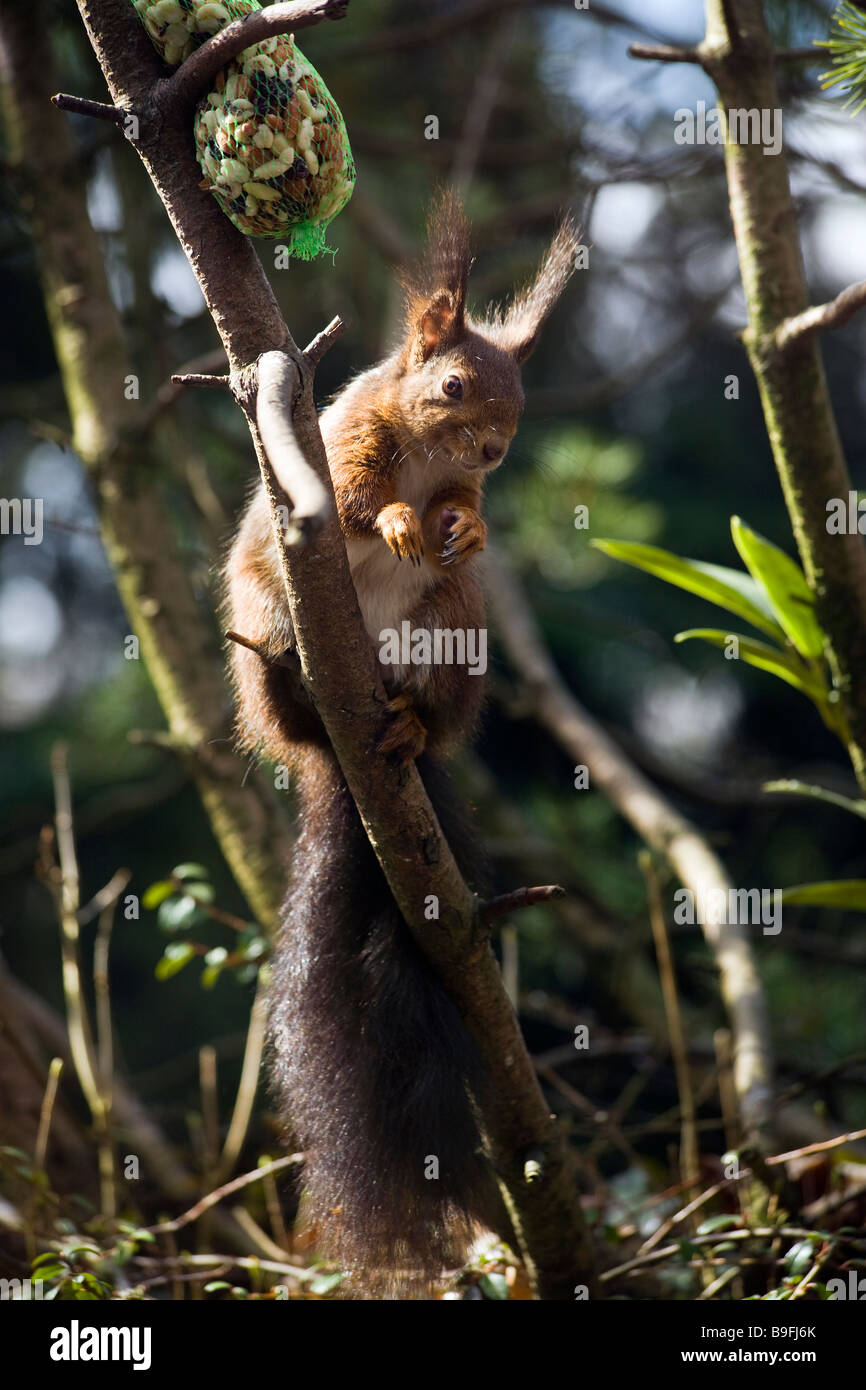 Red squirrel and nuts hi-res stock photography and images - Alamy