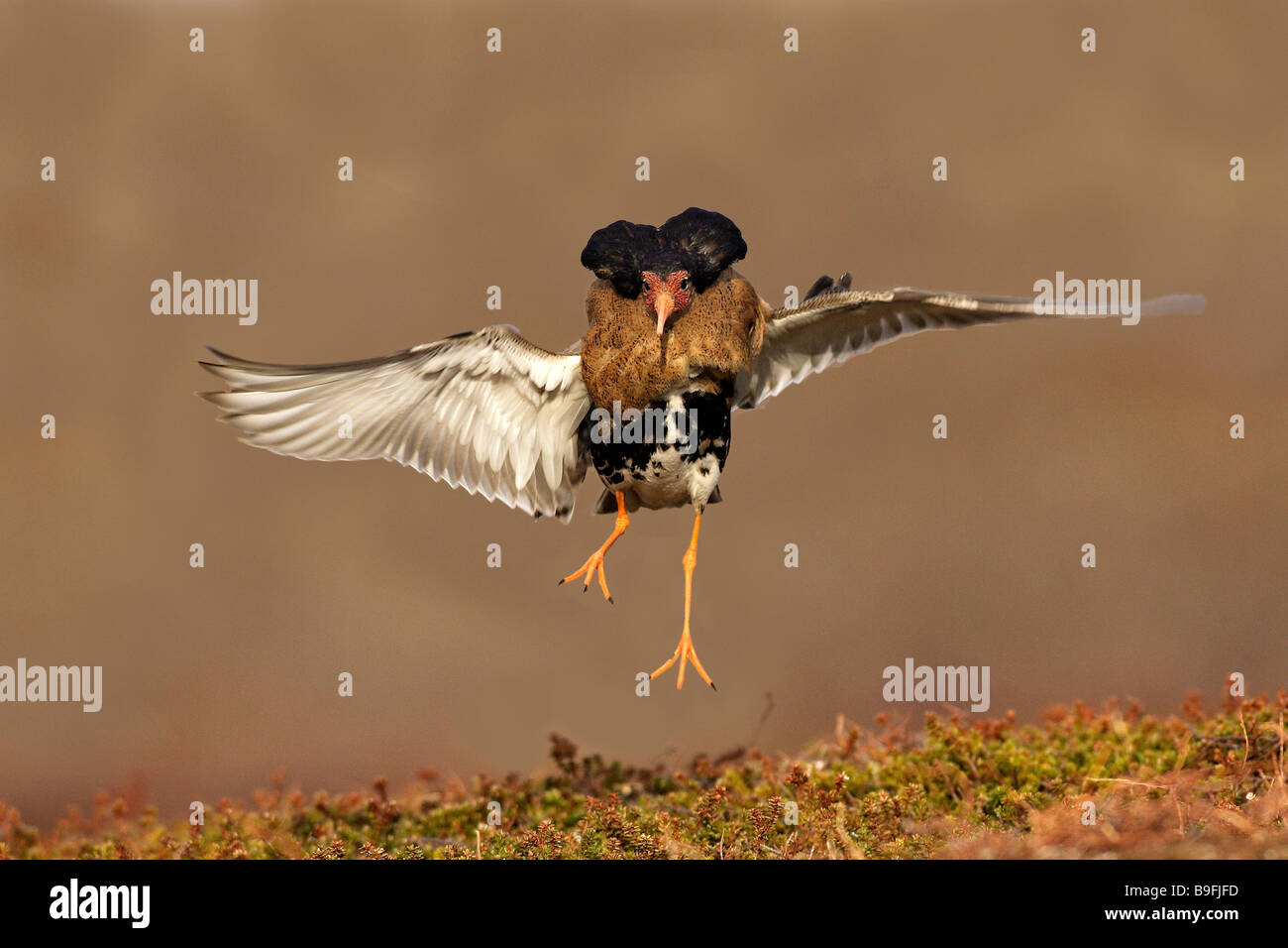 Ruff (Philomachus pugnax), male displaying Stock Photo - Alamy