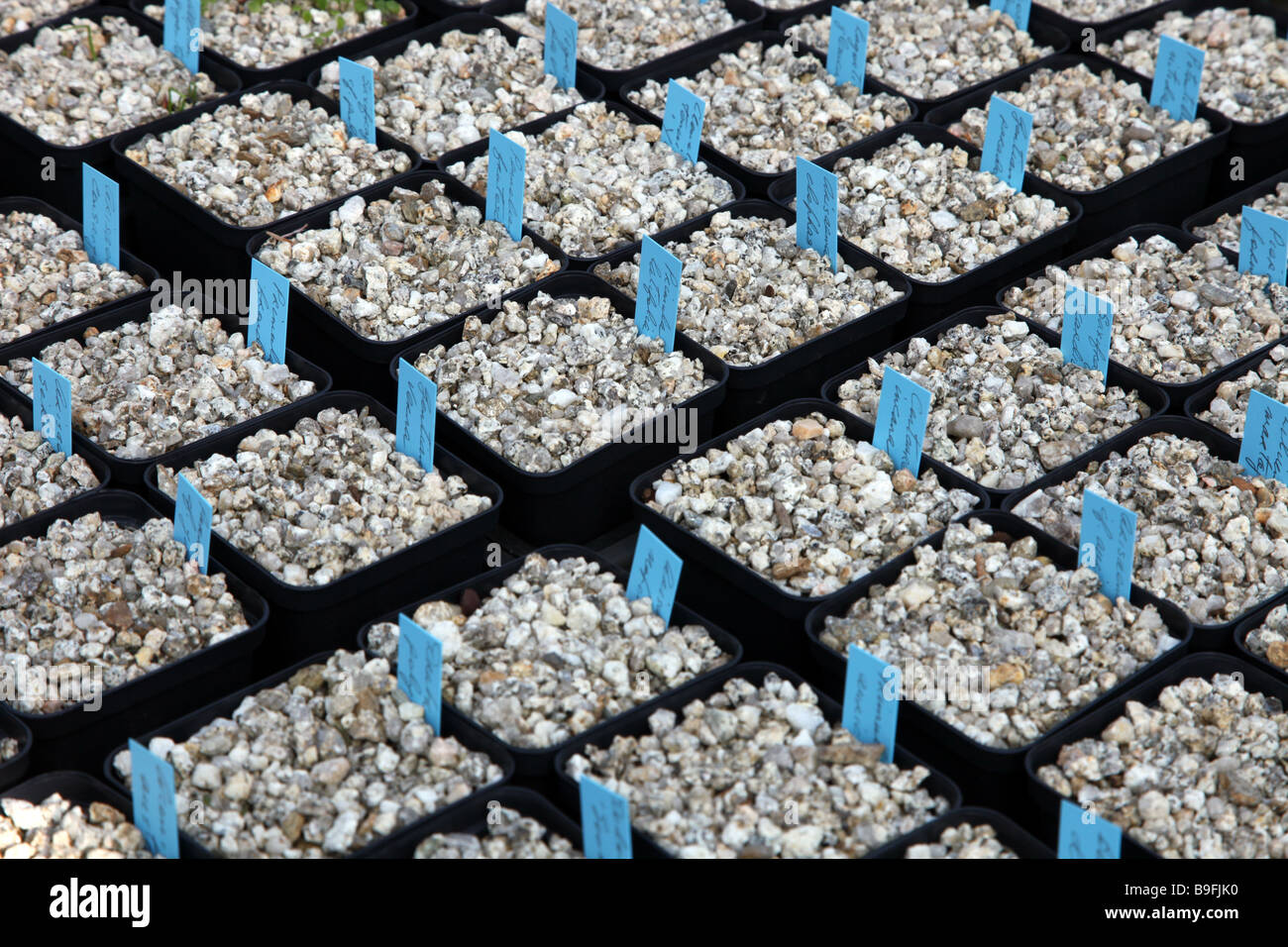 Alpine seed trays planted up with seeds and labelled Stock Photo - Alamy