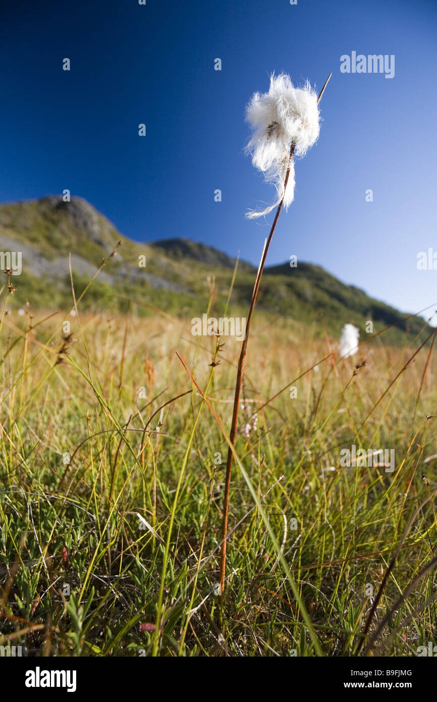 Norway cottongrass hi-res stock photography and images - Alamy