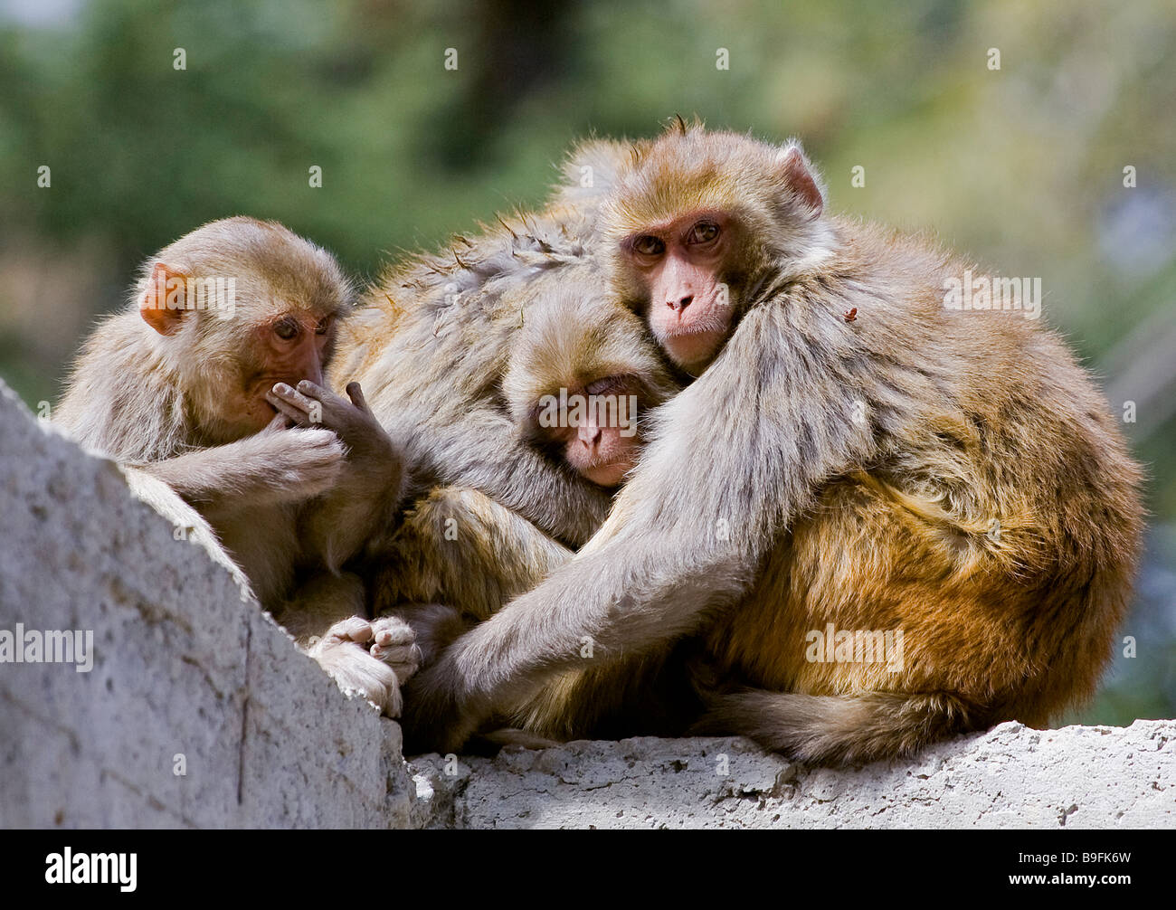 Monkey's crowd together at the Lakhu Monkey Temple, Shimla, Northern ...
