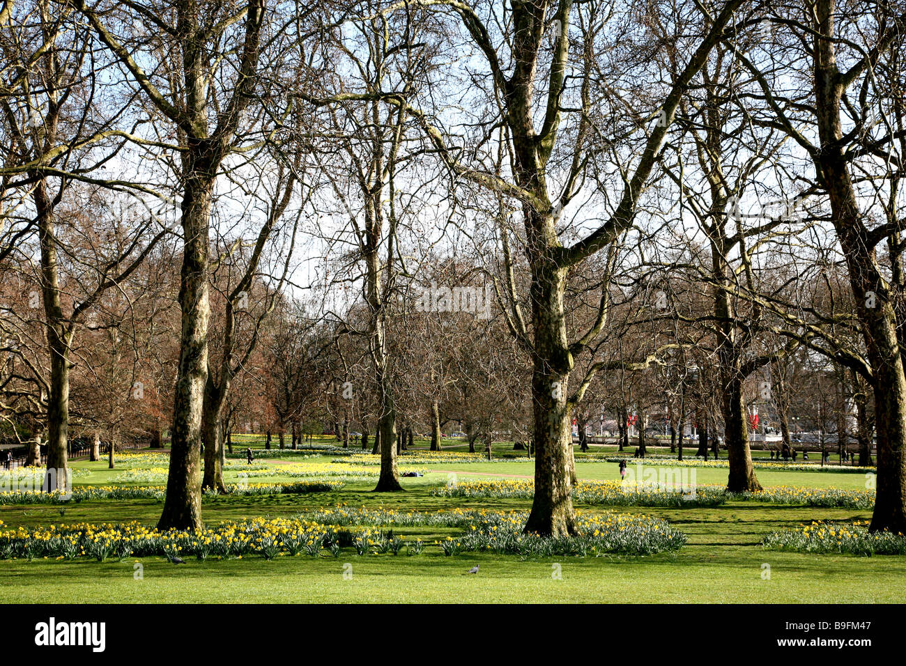 Spring blooms in St James's Park, London Stock Photo - Alamy