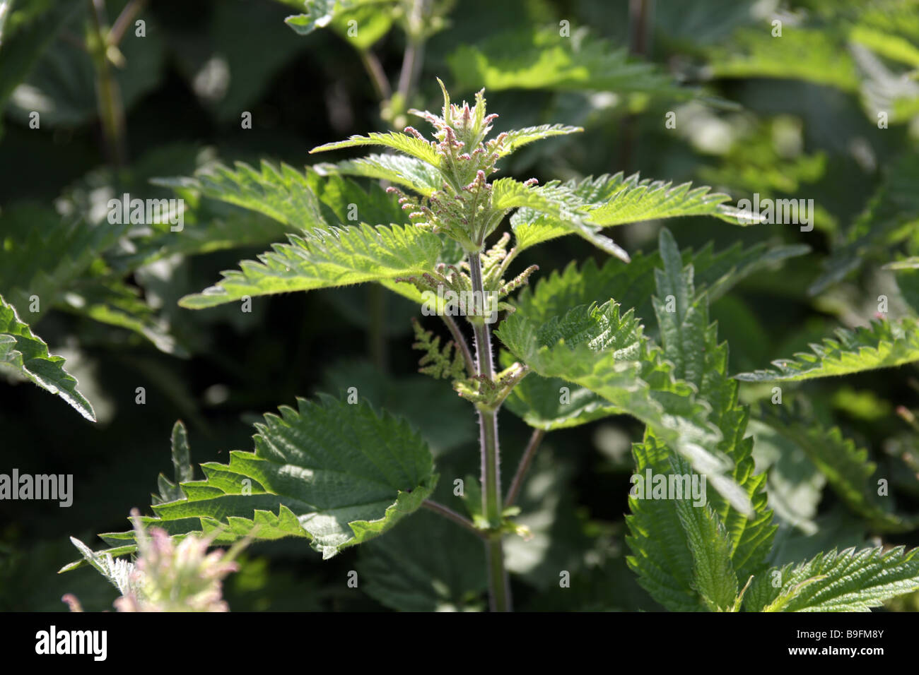Itch weed hi-res stock photography and images - Alamy