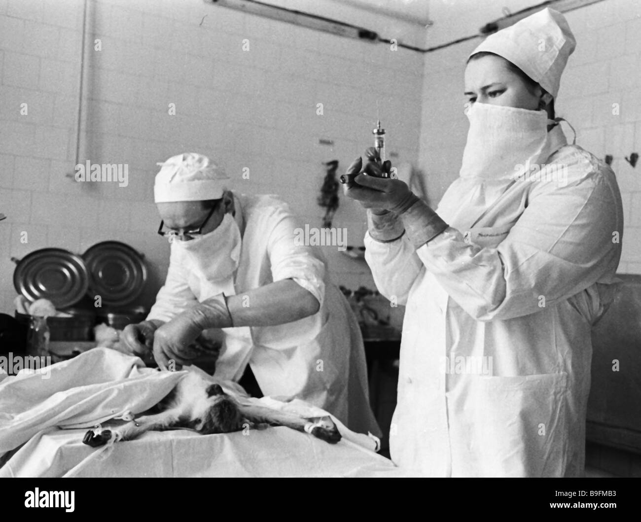 Professor Vladimir Demikhov preparing a monkey for blood substitution ...