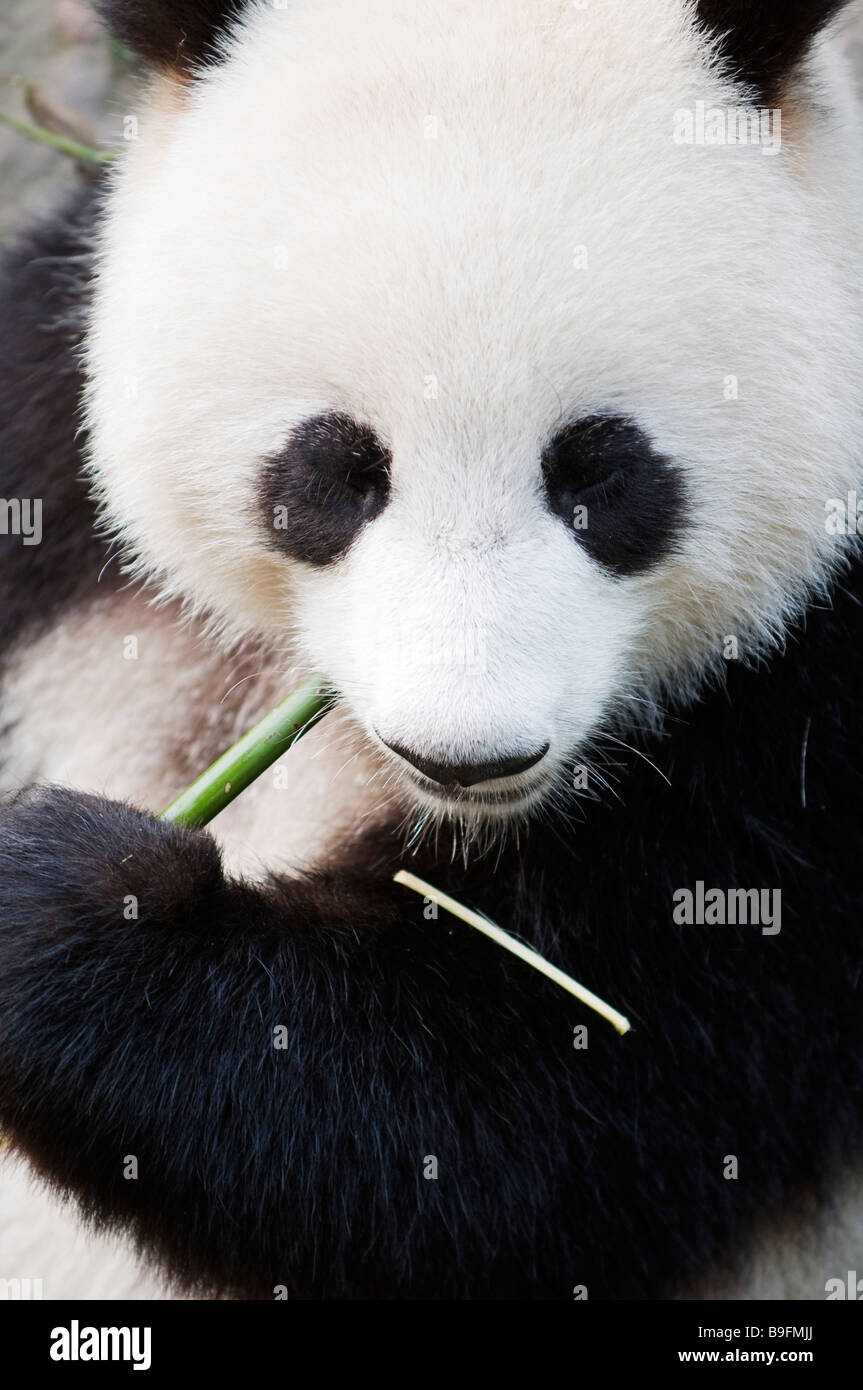 China, Sichuan Province, Chengdu city. Panda eating bamboo shoots at a ...