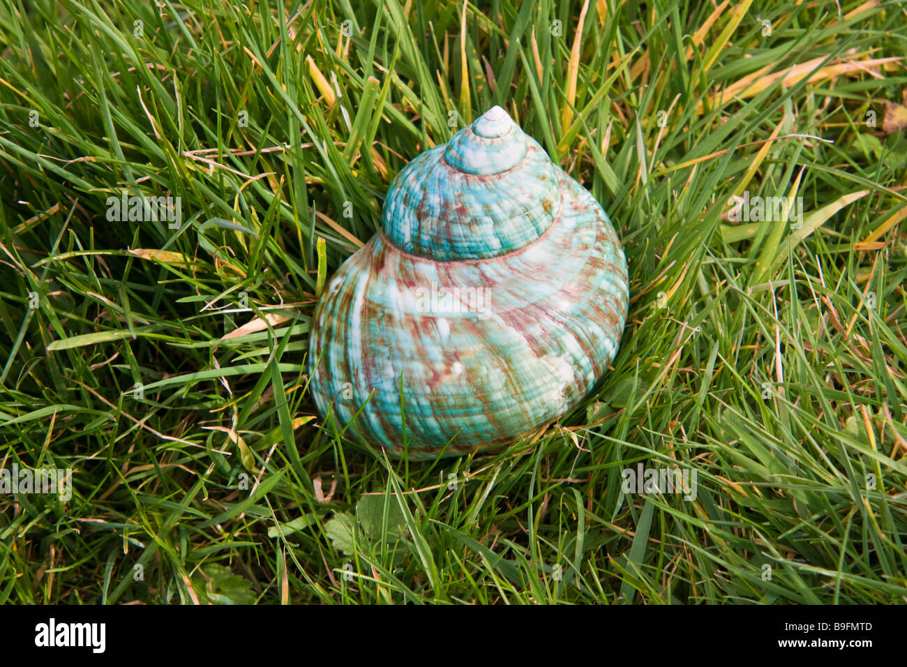 Bright green seashell on grass Stock Photo - Alamy