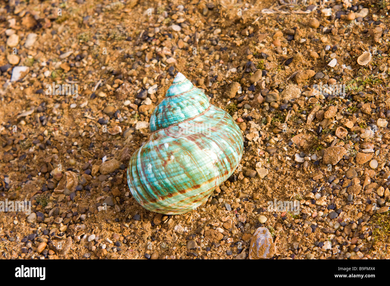 Bright green seashell on sand Stock Photo - Alamy