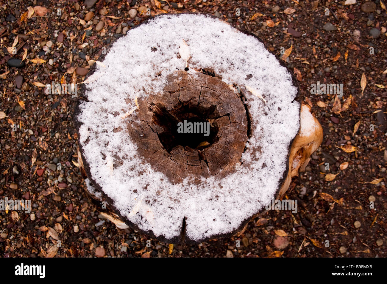 a stump with frost on it Stock Photo - Alamy