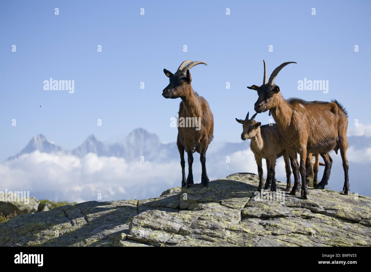 Austria Styria Schladminger Tauern rocks mountain-goats nature ...