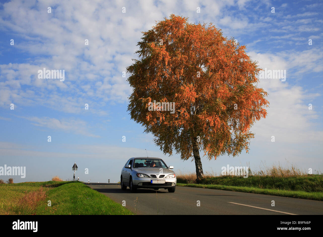 Birchtree and street in autumn Stock Photo - Alamy