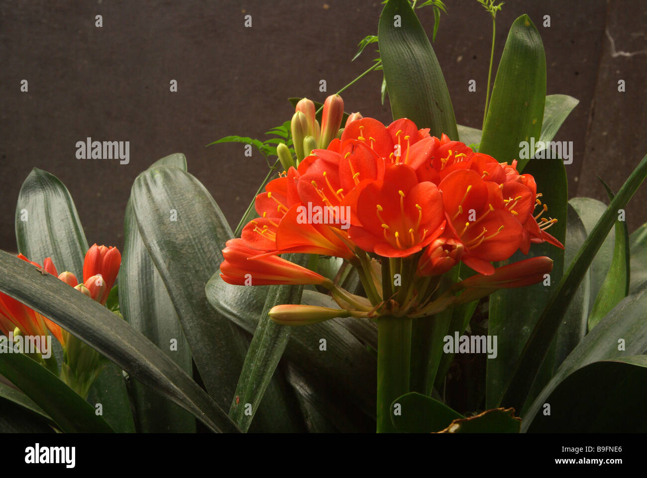 Clivia miniata hi-res stock photography and images - Alamy
