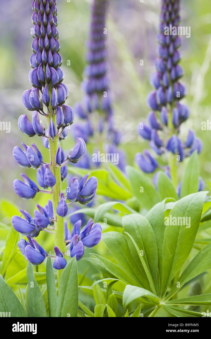polyfoil Lupine Lupinus polyphyllus bloom close-up Stock Photo - Alamy