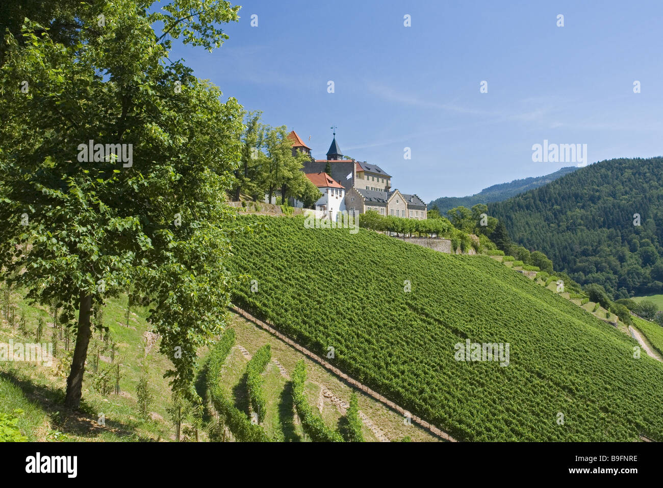 Germany Baden Württemberg Gernsbach vineyard palace boar-stone summer ...