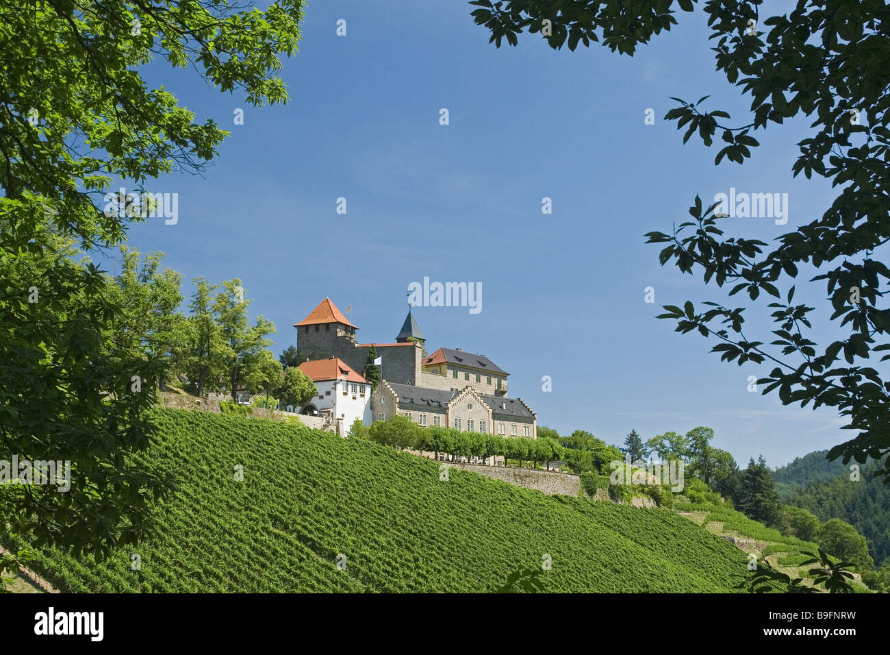 Germany Baden Württemberg Gernsbach vineyard palace boar-stone summer ...