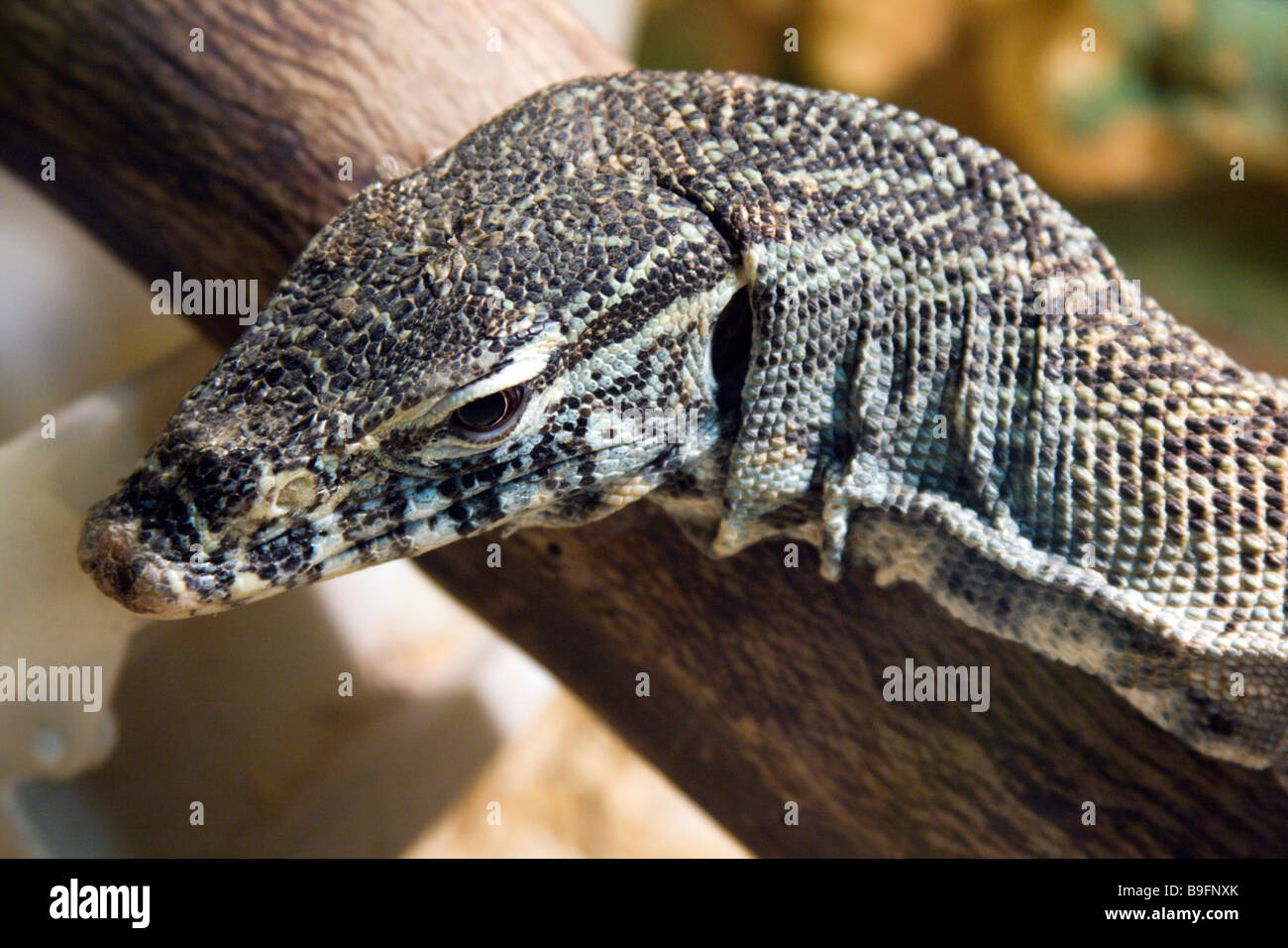 Big lizard hi-res stock photography and images - Alamy