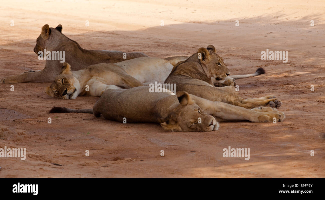 Lions resting in shade hi-res stock photography and images - Alamy